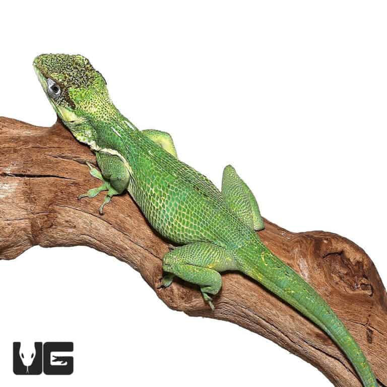Adult Cuban Knight Anoles (Anolis equestris) For Sale - Underground ...