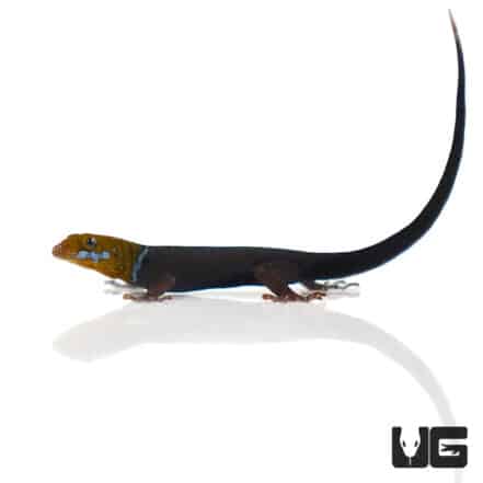Yellow Headed Dwarf Geckos (Gonatodes albogularis fuscus) For Sale ...
