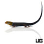 Yellow Headed Dwarf Geckos (Gonatodes albogularis fuscus) For Sale ...