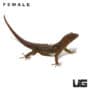 Yellow Headed Dwarf Geckos (Gonatodes albogularis fuscus) For Sale ...