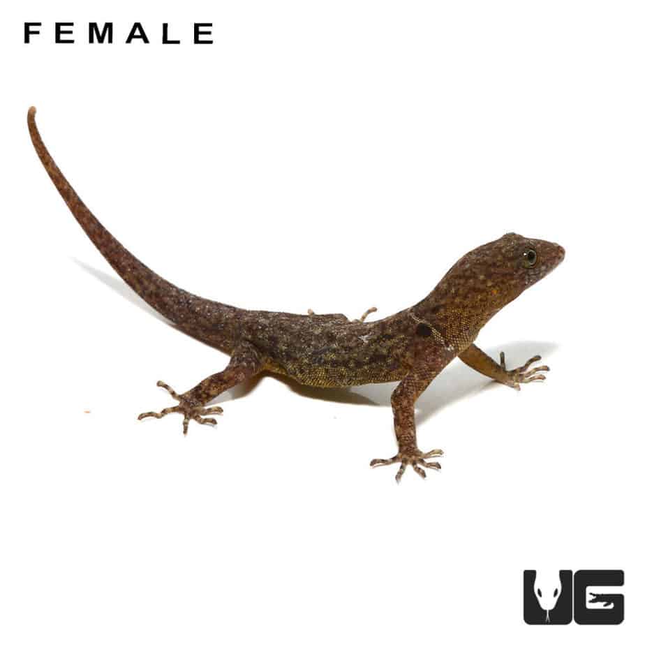 Yellow Headed Dwarf Geckos (Gonatodes albogularis fuscus) For Sale ...