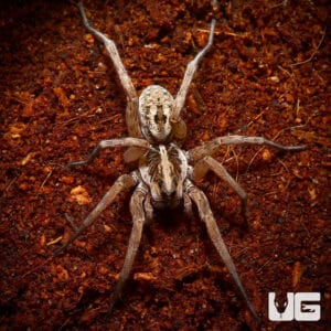 Field Wolf Spiders (Hogna lenta) For sale - Underground Reptiles