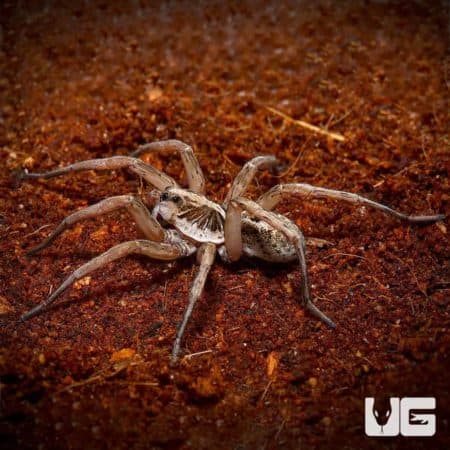 Field Wolf Spiders (Hogna lenta) For sale - Underground Reptiles
