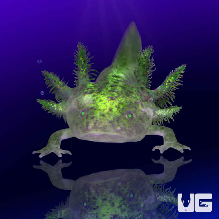 GFP Wildtype Axolotls (Ambystoma mexicanum) For Sale - Underground Reptiles
