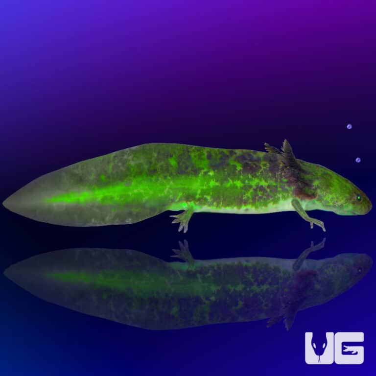GFP Wildtype Axolotls (Ambystoma mexicanum) For Sale - Underground Reptiles