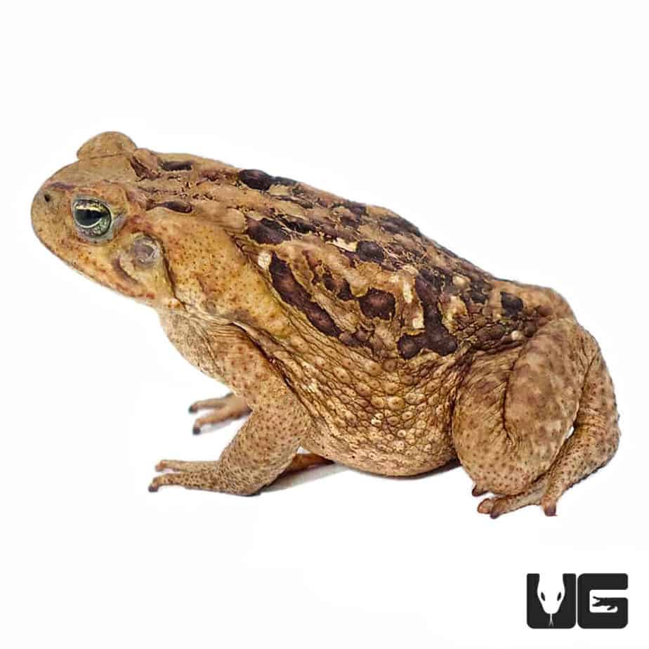 Toads For Sale - Underground Reptiles
