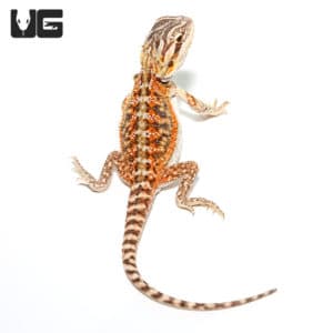 Baby Mocha Stripe Bearded Dragons (Pogona vitticeps) For Sale ...