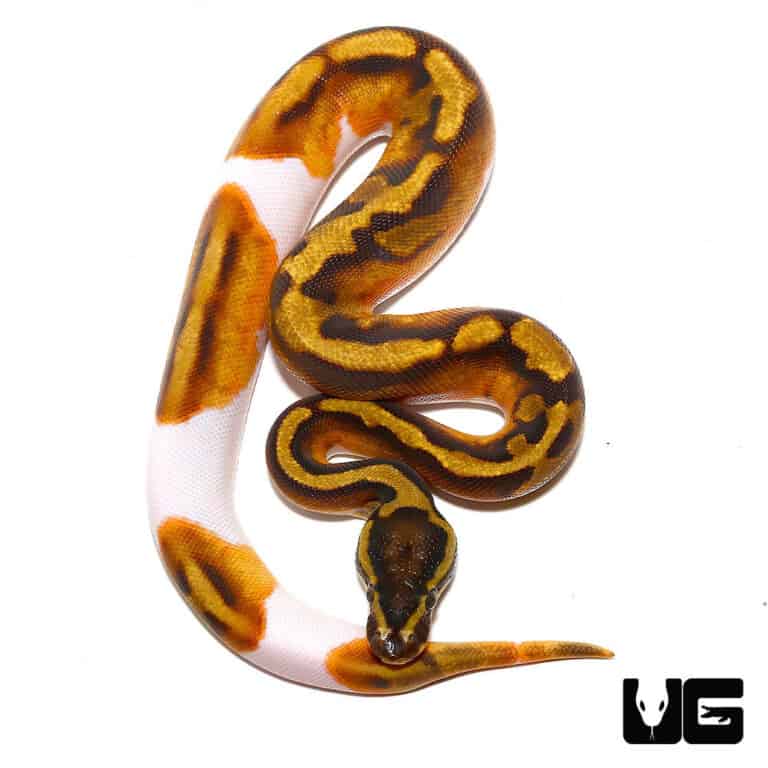 Baby Enchi Pied Ball Python For Sale - Underground Reptiles