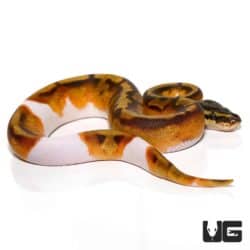 Baby Enchi Pied Ball Pythons (Python regius) For Sale - Underground ...