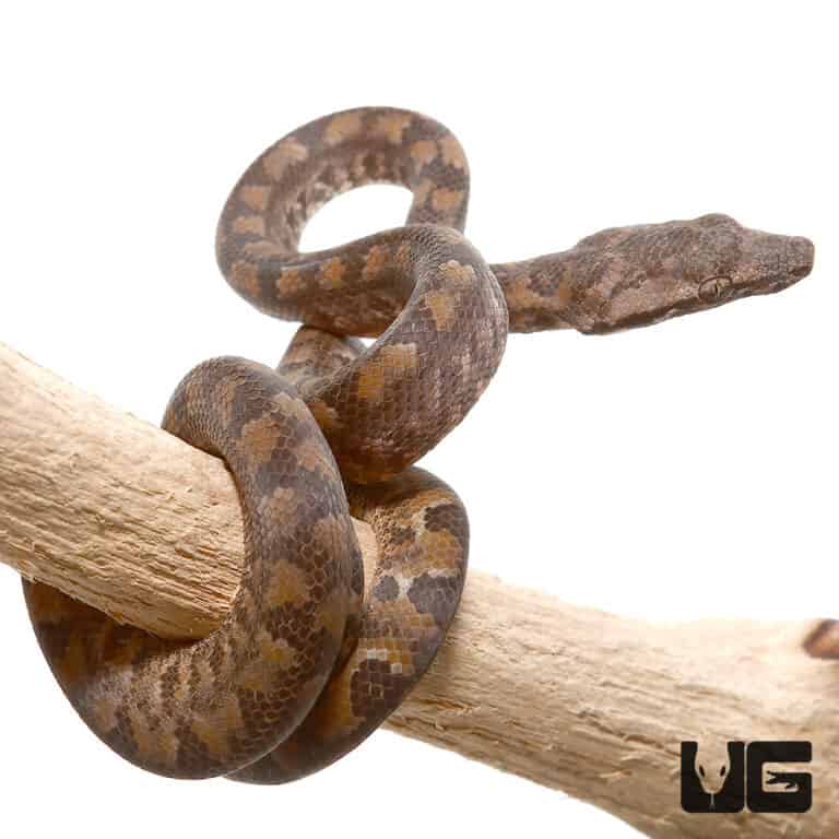 Baby Solomon Island Tree Boa for sale - Underground Reptiles