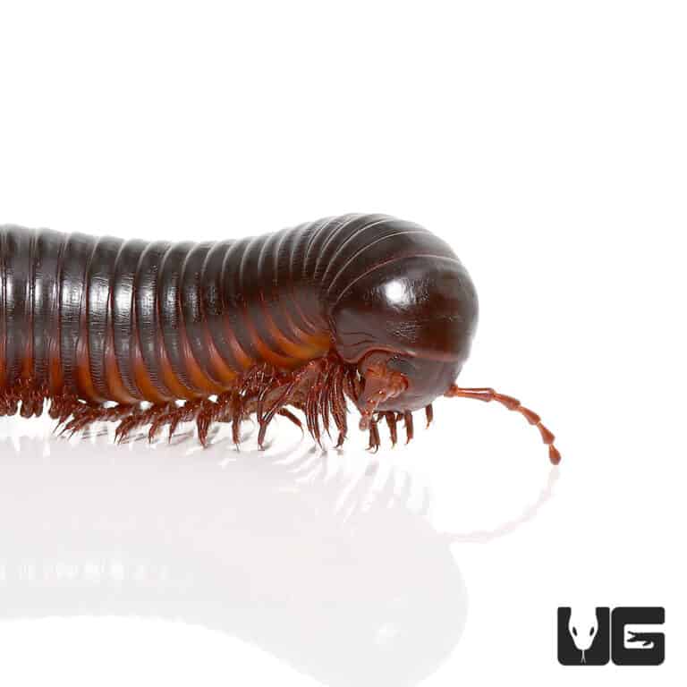 Giant African Millipedes (Archispirostreptus gigas) For sale ...