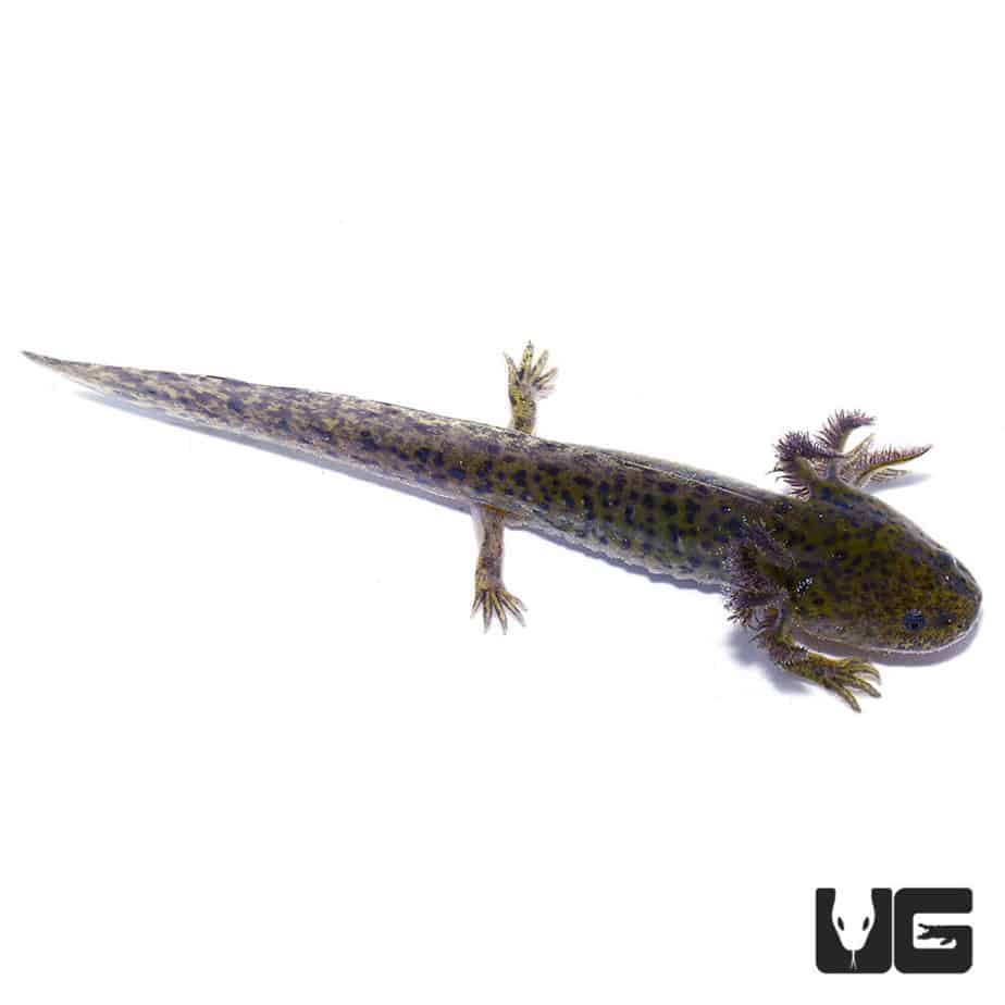 Wildtype Axolotls (Ambystoma mexicanum) For Sale - Underground Reptiles