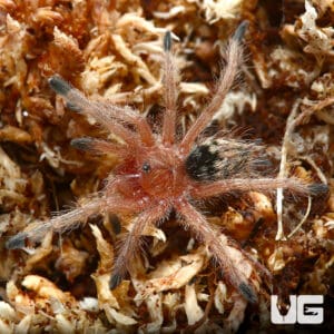 Peruvian Flame-Rump Tarantula for sale - Underground Reptiles