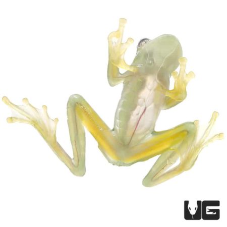Powdered Glass Tree Frog For Sale - Underground Reptiles