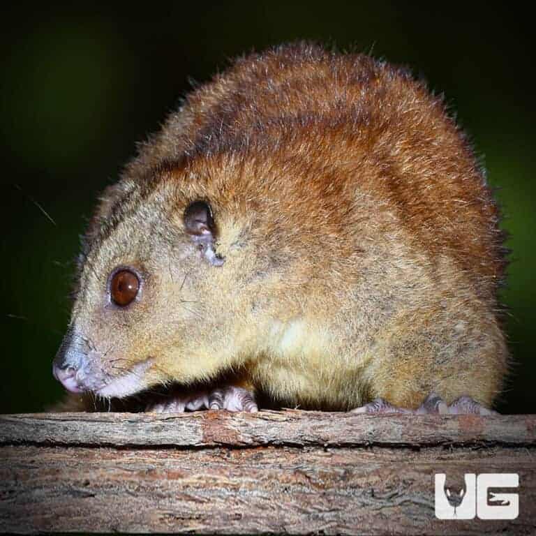 Southern Common Cuscus for sale - Underground Reptiles