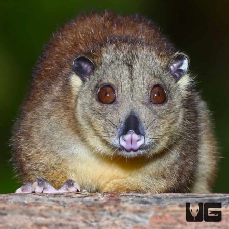 Southern Common Cuscus for sale - Underground Reptiles