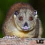 Southern Common Cuscus for sale - Underground Reptiles