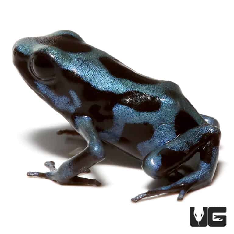 Super Blue Auratus Dart Frogs (Dendrobates auratus) For Sale ...