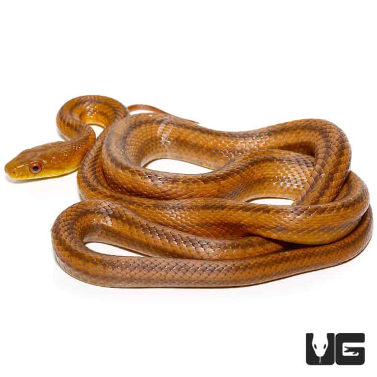 Yearling Yellow Ratsnakes for sale - Underground Reptiles