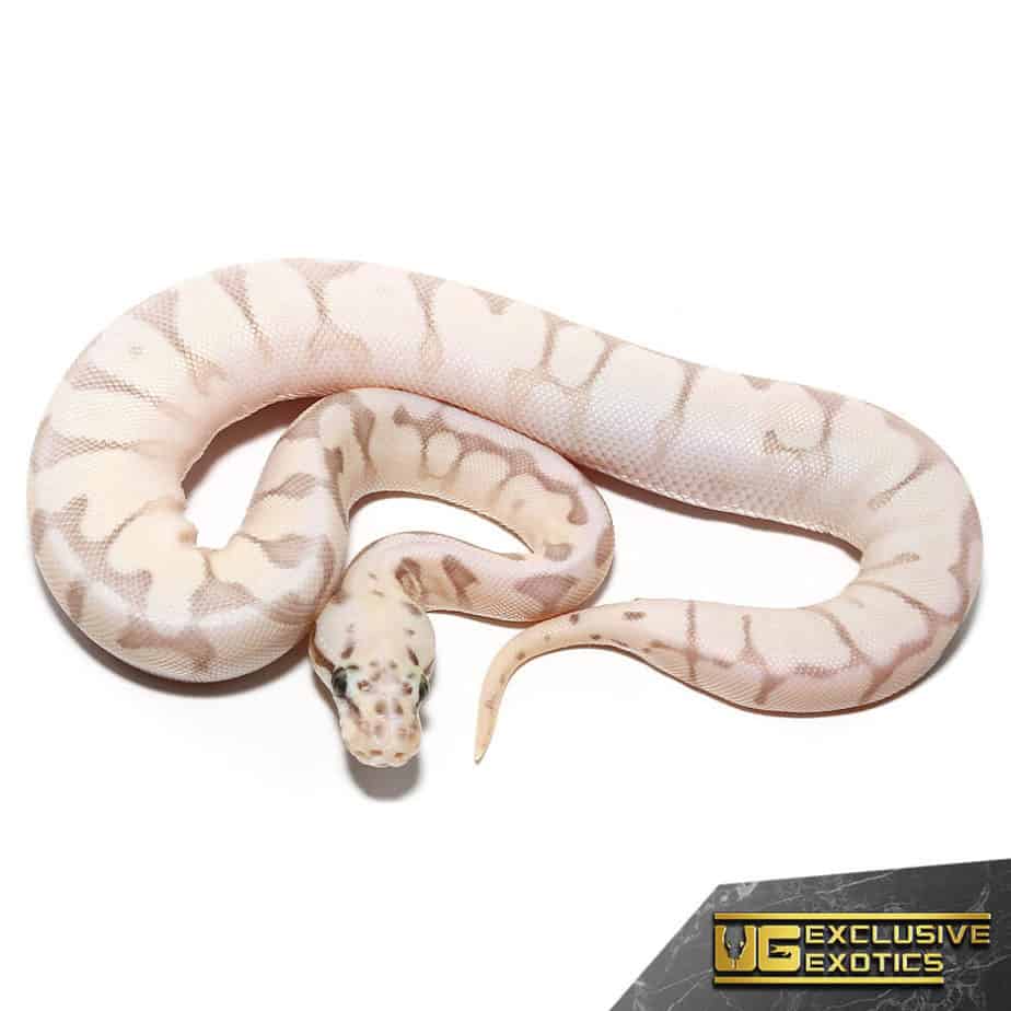 Baby Bumblebee Butter Enchi Ball Python For Sale - Underground Reptiles