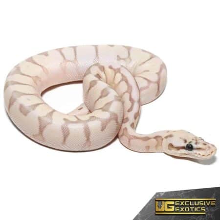 Baby Bumblebee Butter Enchi Ball Python For Sale - Underground Reptiles