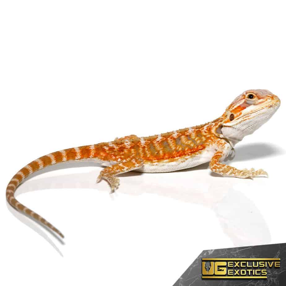 Baby Grapefruit Blue Bar Bearded Dragon - Underground Reptiles