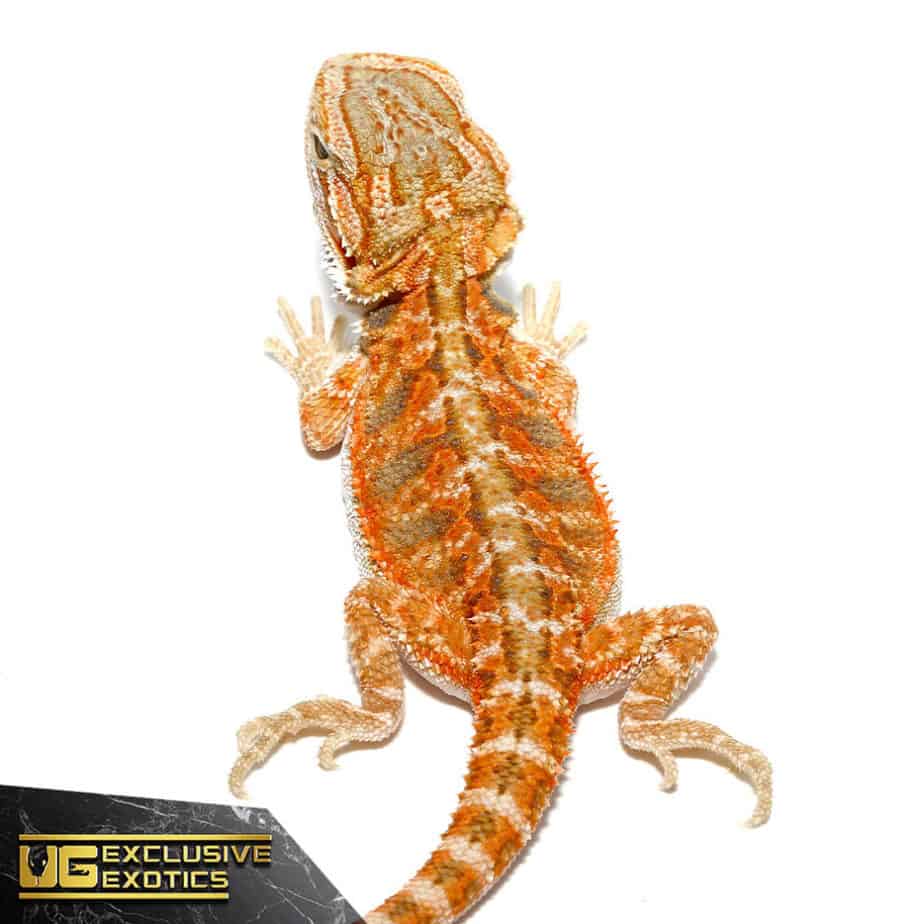 Baby Hypo Copper Bearded Dragon - Underground Reptiles