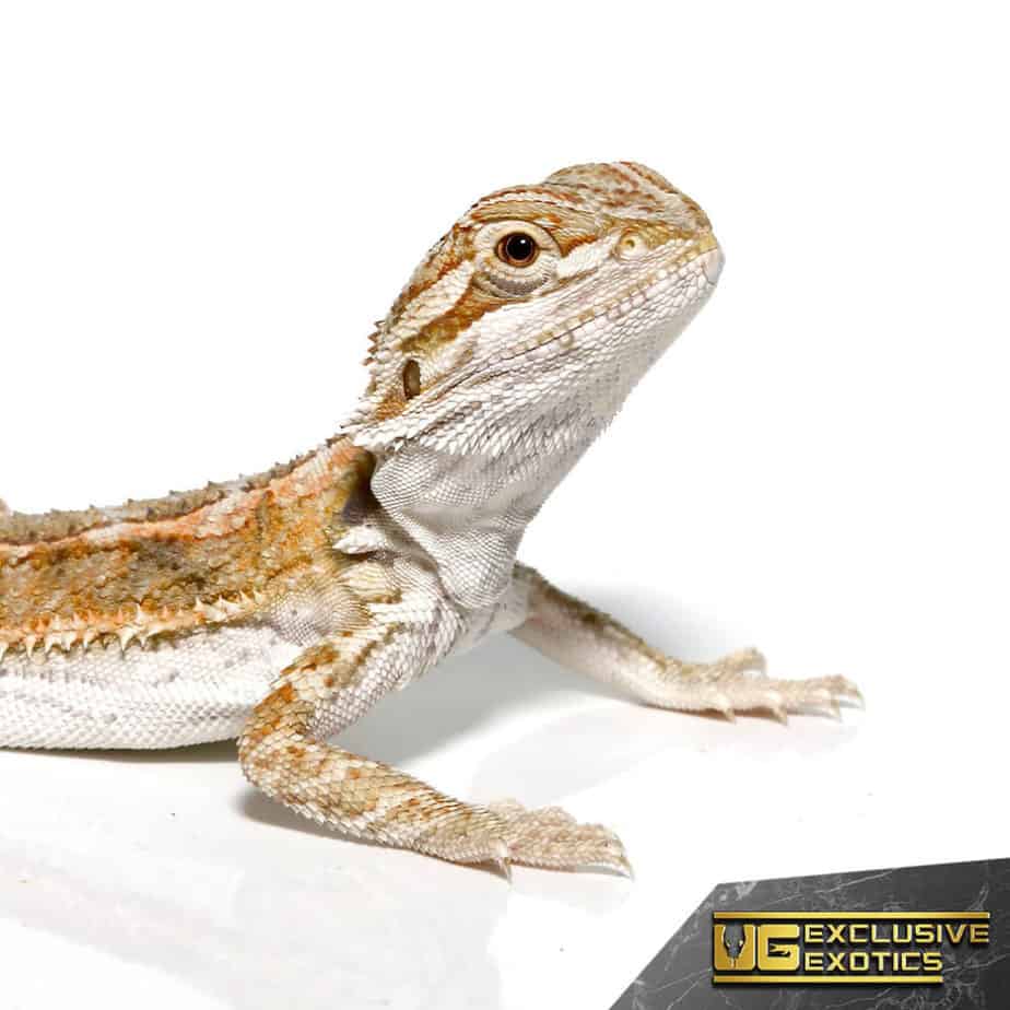 Baby Super Stripe Blue Bar Bearded Dragon - Underground Reptiles