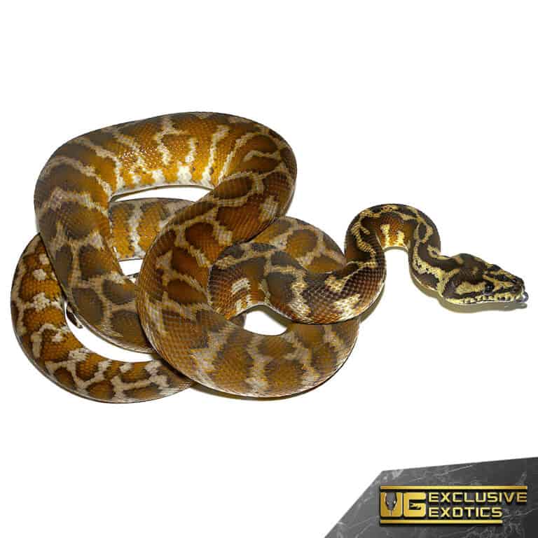 Carpet Pythons For Sale - Underground Reptiles