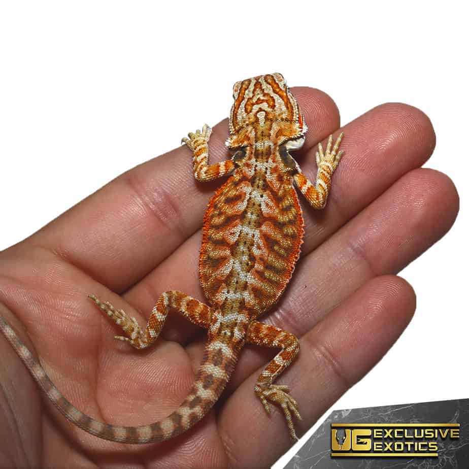 Baby Tiger Dream Bearded Dragon - Underground Reptiles