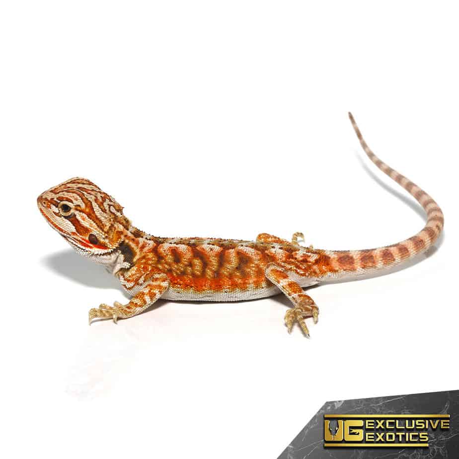 Baby Tiger Dream Bearded Dragon - Underground Reptiles