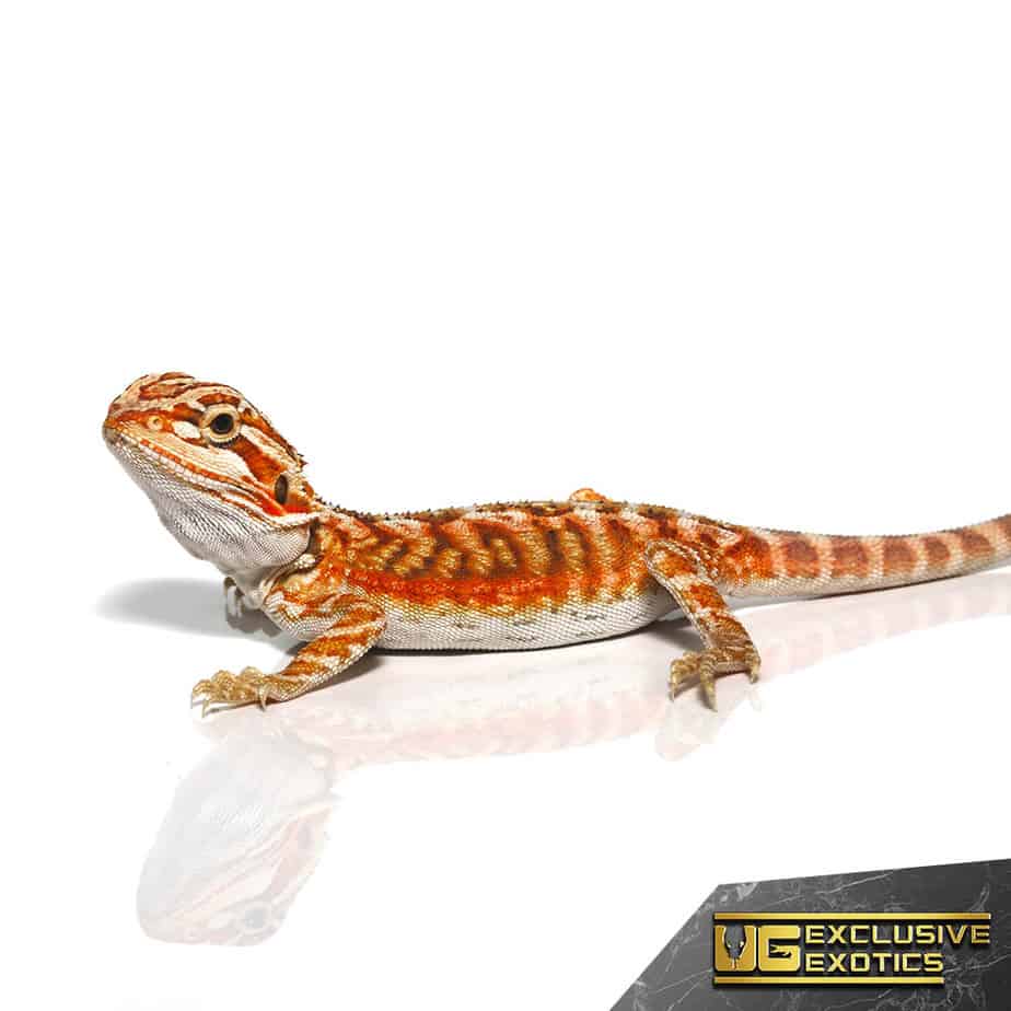 Baby Tiger Dream Bearded Dragon - Underground Reptiles