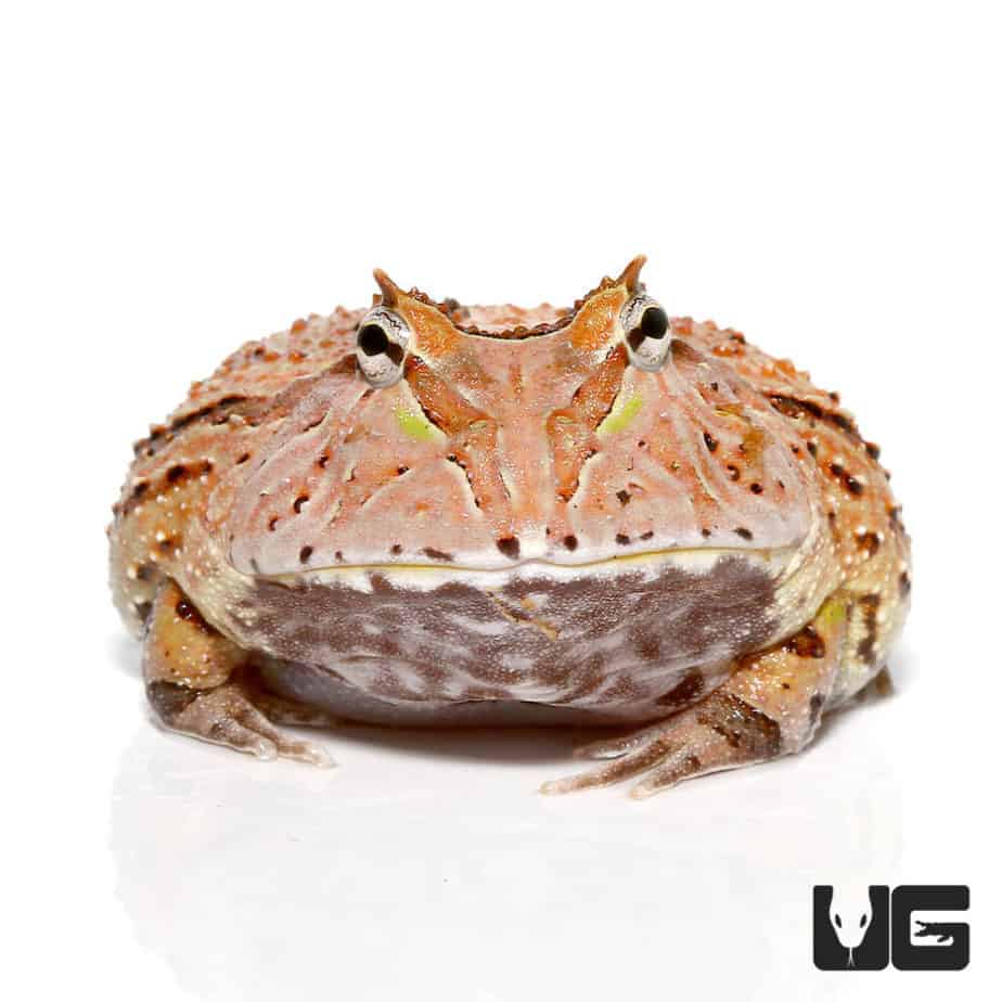 Brown Fantasy Pacman Frogs For Sale - Underground Reptiles