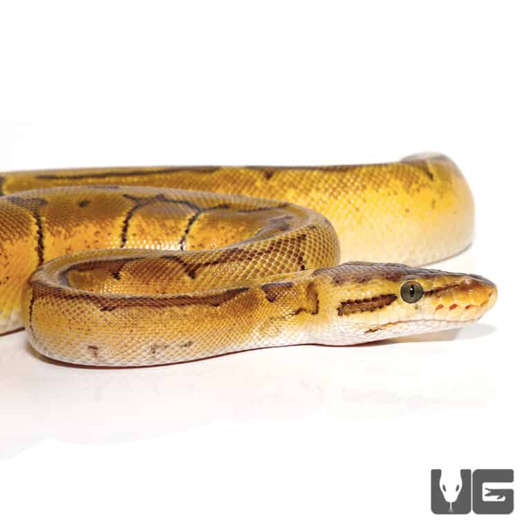 Enchi Lemonblast Het Pied Ball Pythons (Python regius) For Sale ...