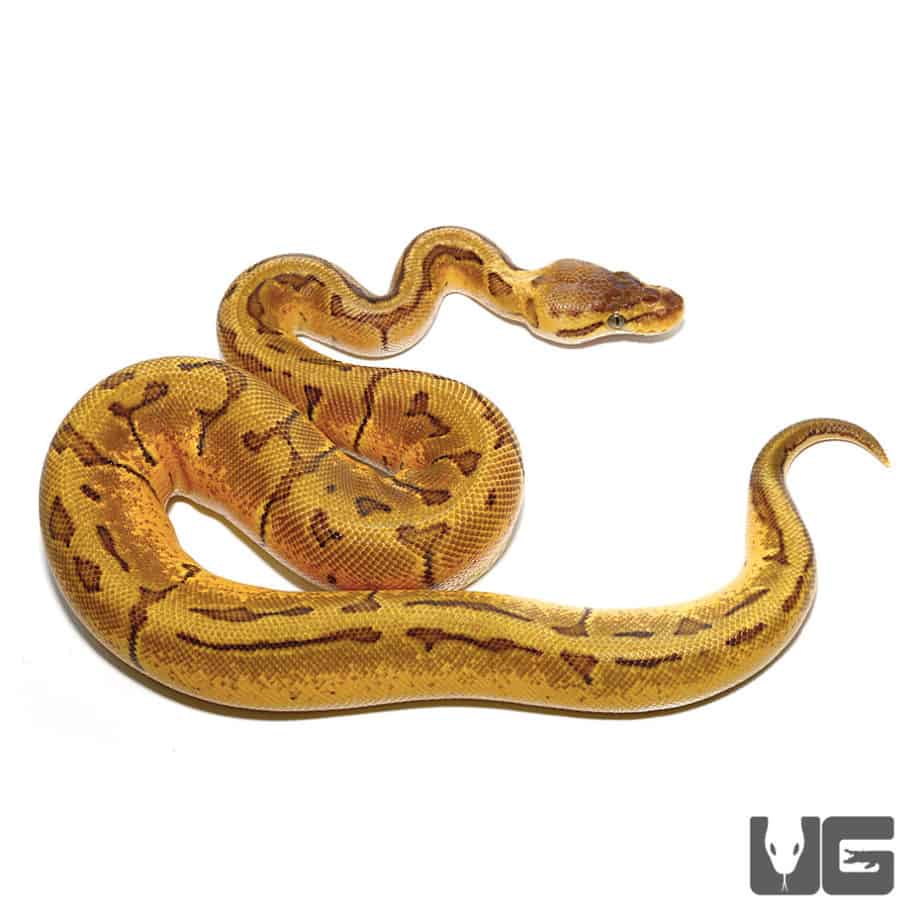 Enchi Lemonblast Het Pied Ball Pythons (Python regius) For Sale ...