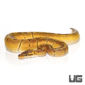 Enchi Lemonblast Het Pied Ball Pythons (Python regius) For Sale ...