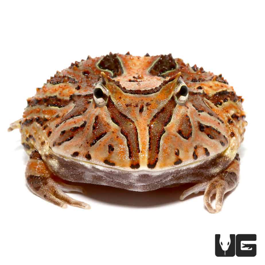 Brown Fantasy Pacman Frogs For Sale - Underground Reptiles