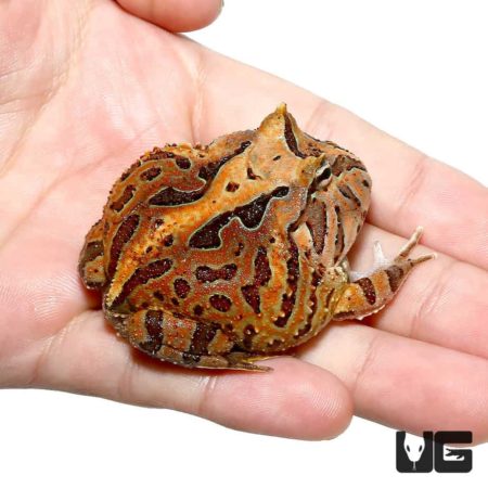 Brown Fantasy Pacman Frogs For Sale - Underground Reptiles