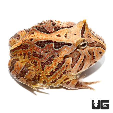 Brown Fantasy Pacman Frogs For Sale - Underground Reptiles