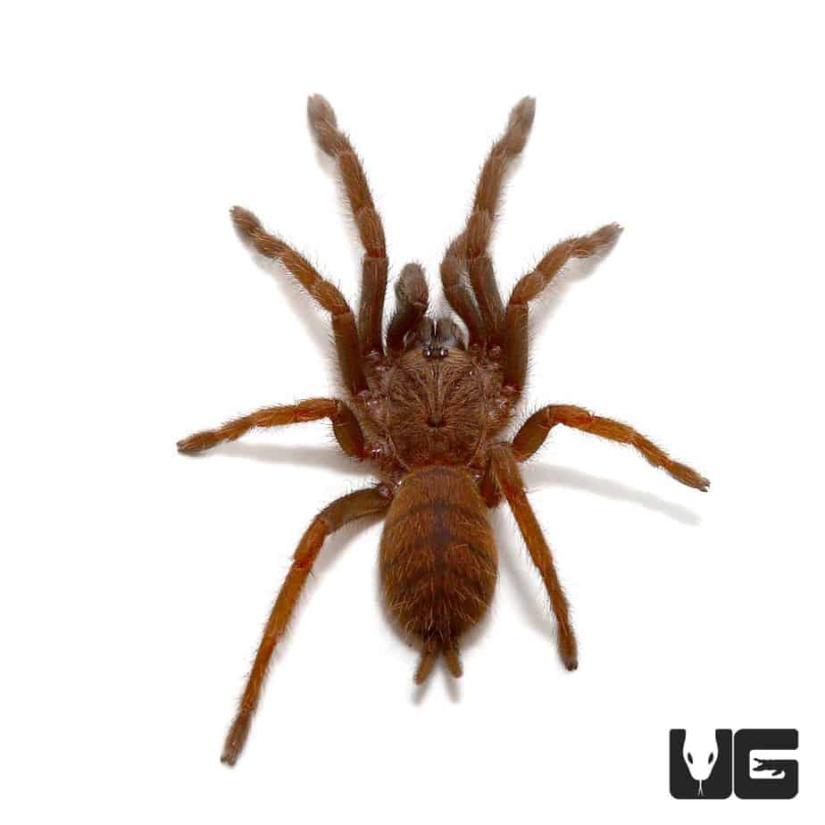 Indian Violet Tarantulas (Chilobrachy fimbriatus) For Sale ...