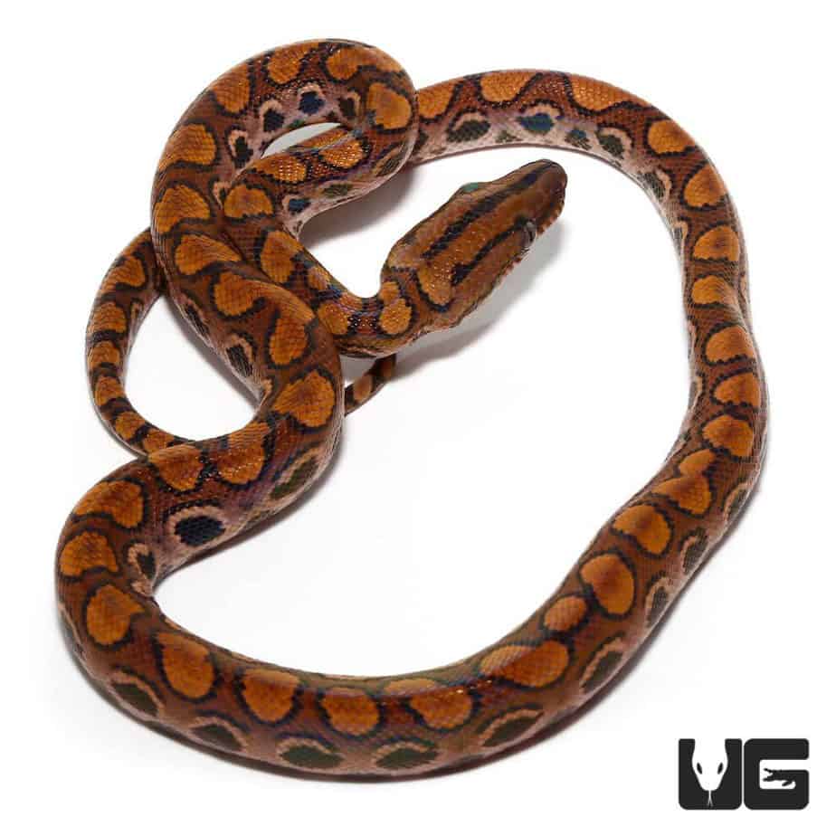 Boas For Sale - Underground Reptiles