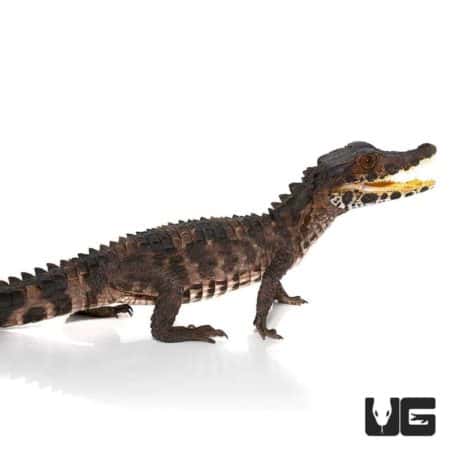 Juvenile Smooth Front Caimans (Paleosuchus trigonatus)For Sale ...