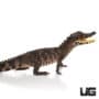 Juvenile Smooth Front Caimans (Paleosuchus trigonatus)For Sale ...