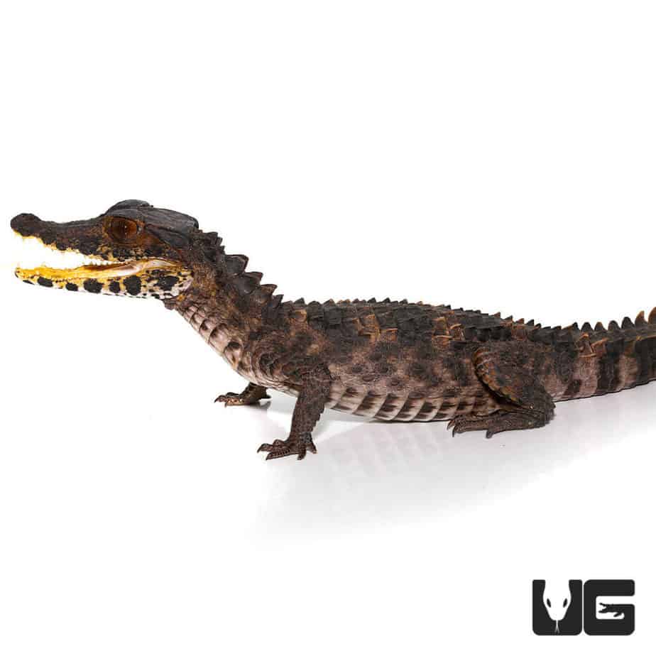 Juvenile Smooth Front Caimans (Paleosuchus trigonatus)For Sale ...