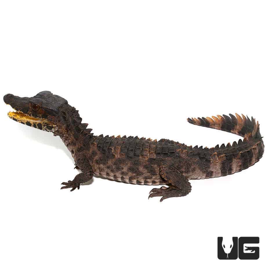 Juvenile Smooth Front Caimans (Paleosuchus trigonatus)For Sale ...