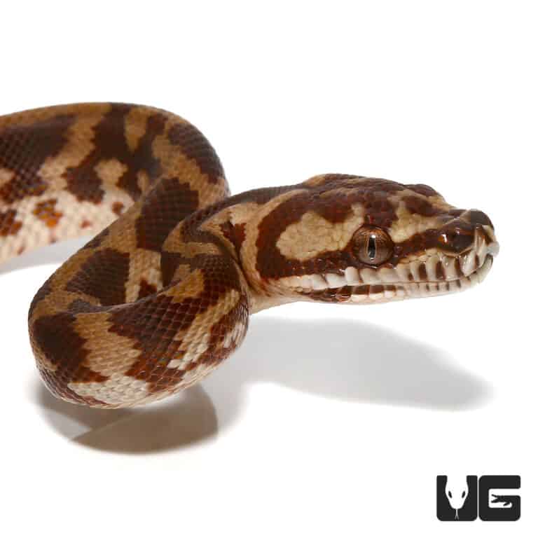 Carpet Pythons For Sale - Underground Reptiles