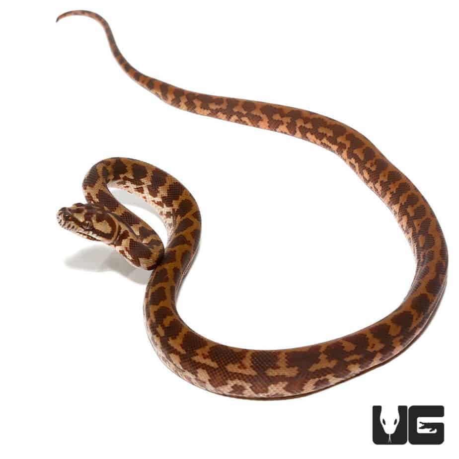 Baby Irian Jaya Carpet Pythons For Sale - Underground Reptiles