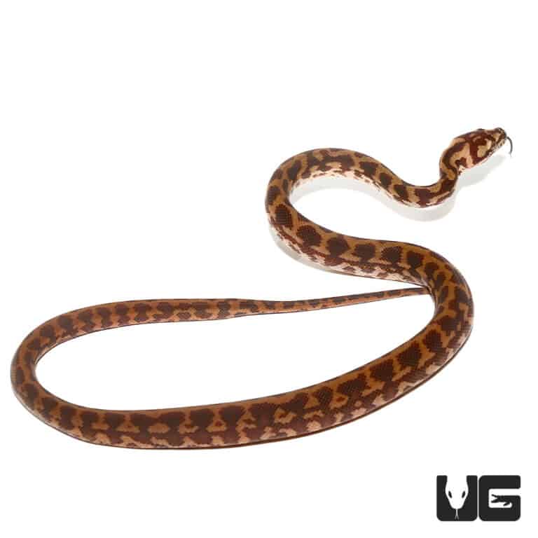 Baby Irian Jaya Carpet Pythons For Sale - Underground Reptiles