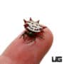 Crown Spider For Sale - Underground Reptiles