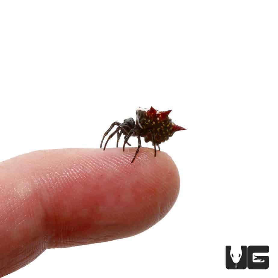 Crown Spider For Sale - Underground Reptiles